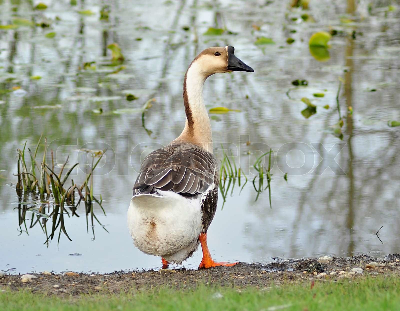 eine Wildgans am See | Stock Bild | Colourbox