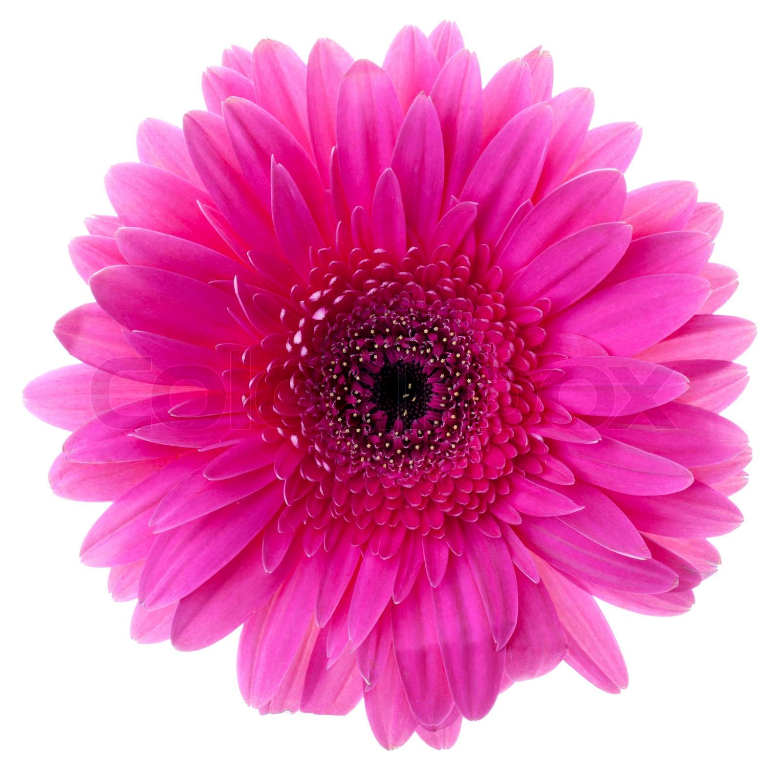 Lila Gerbera blumen Closeup. isoliert auf weiss | Stock Bild | Colourbox