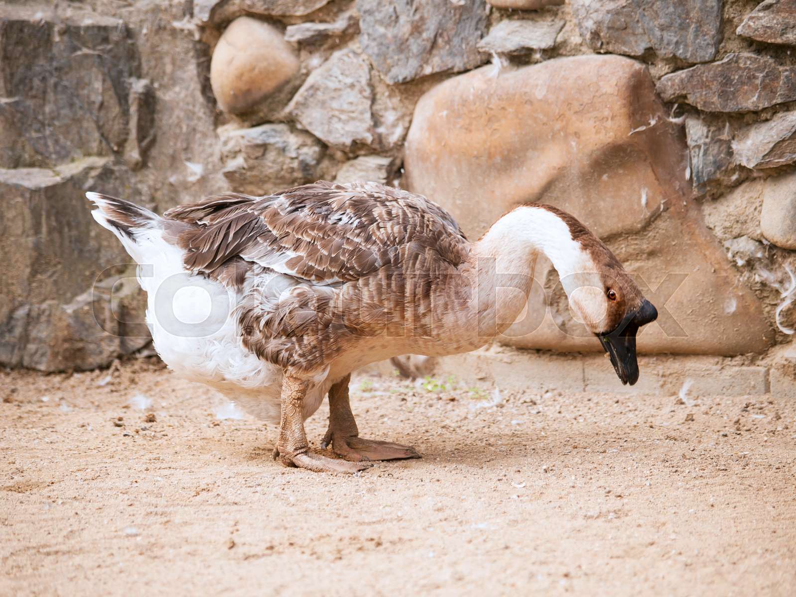 Anser cygnoides f. domestica - Chinese goose with typical basal knob ...