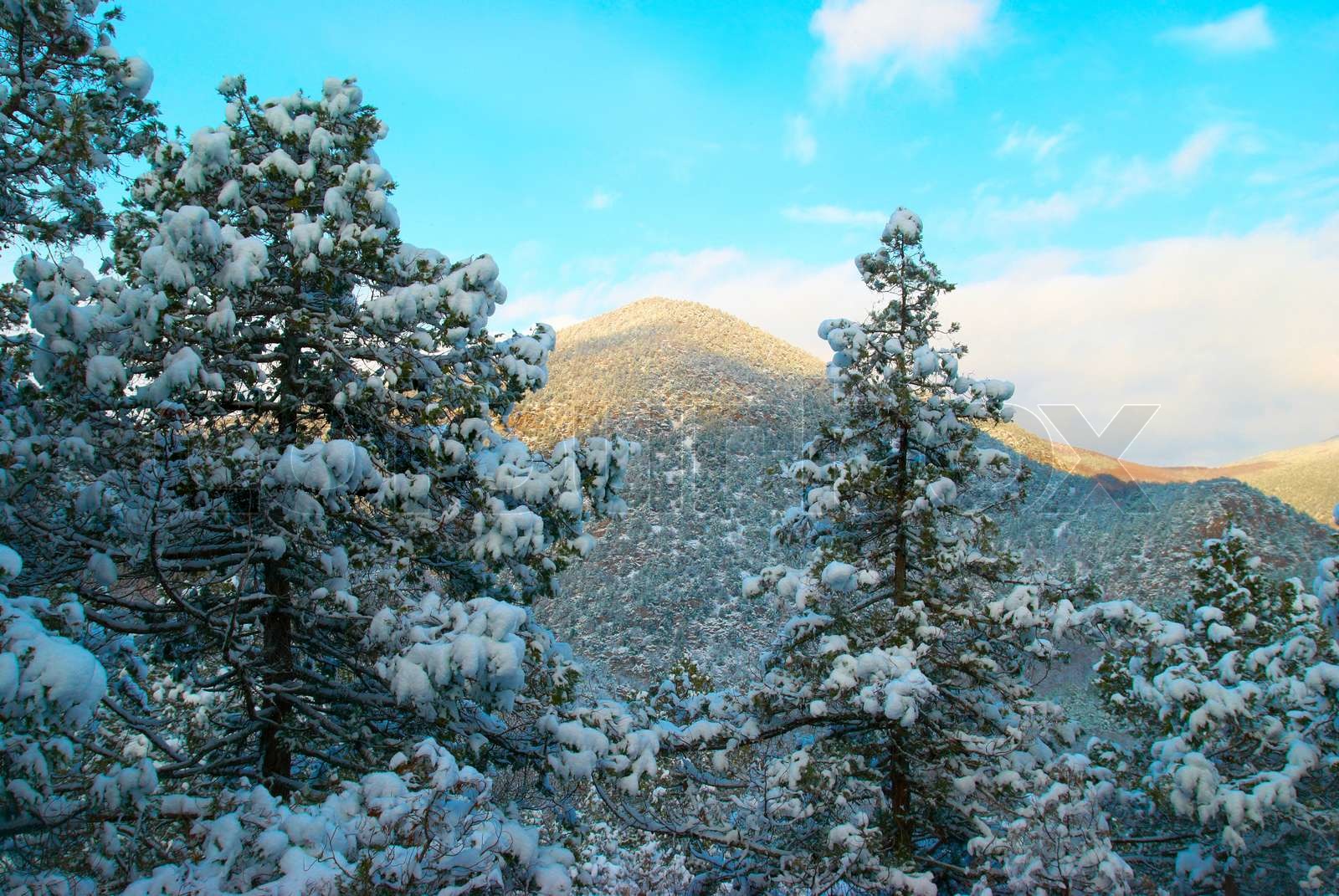 Winter icy forest with beautiful trees | Stock image | Colourbox