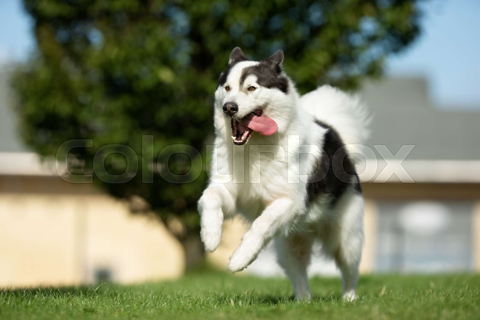 Happy Running Dog | Stock image | Colourbox