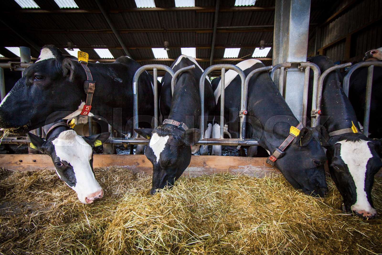 cows in a farm. Dairy cows . | Stock image | Colourbox