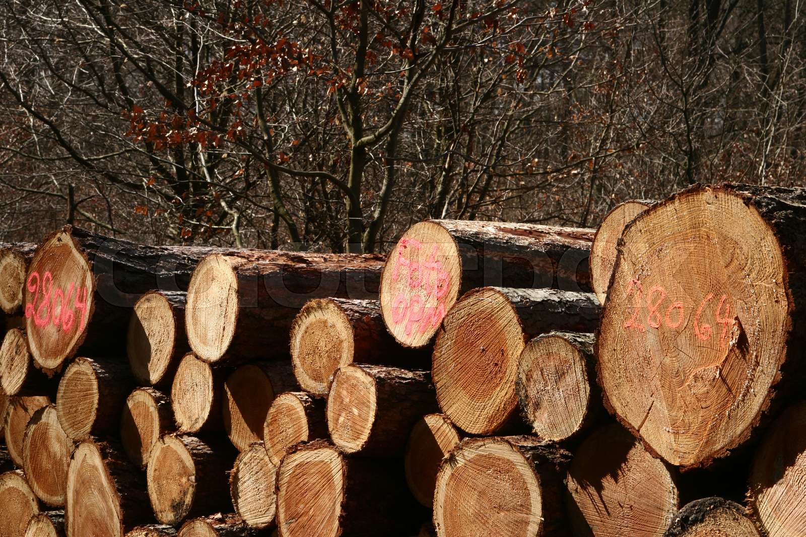 Wood stack | Stock image | Colourbox