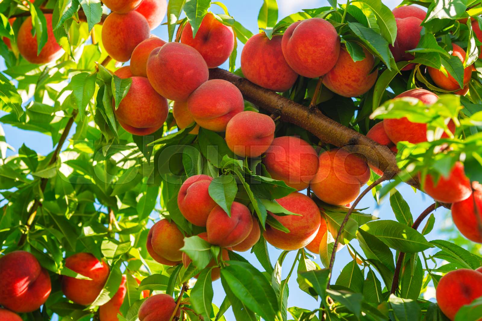Peach Trees With Fruit