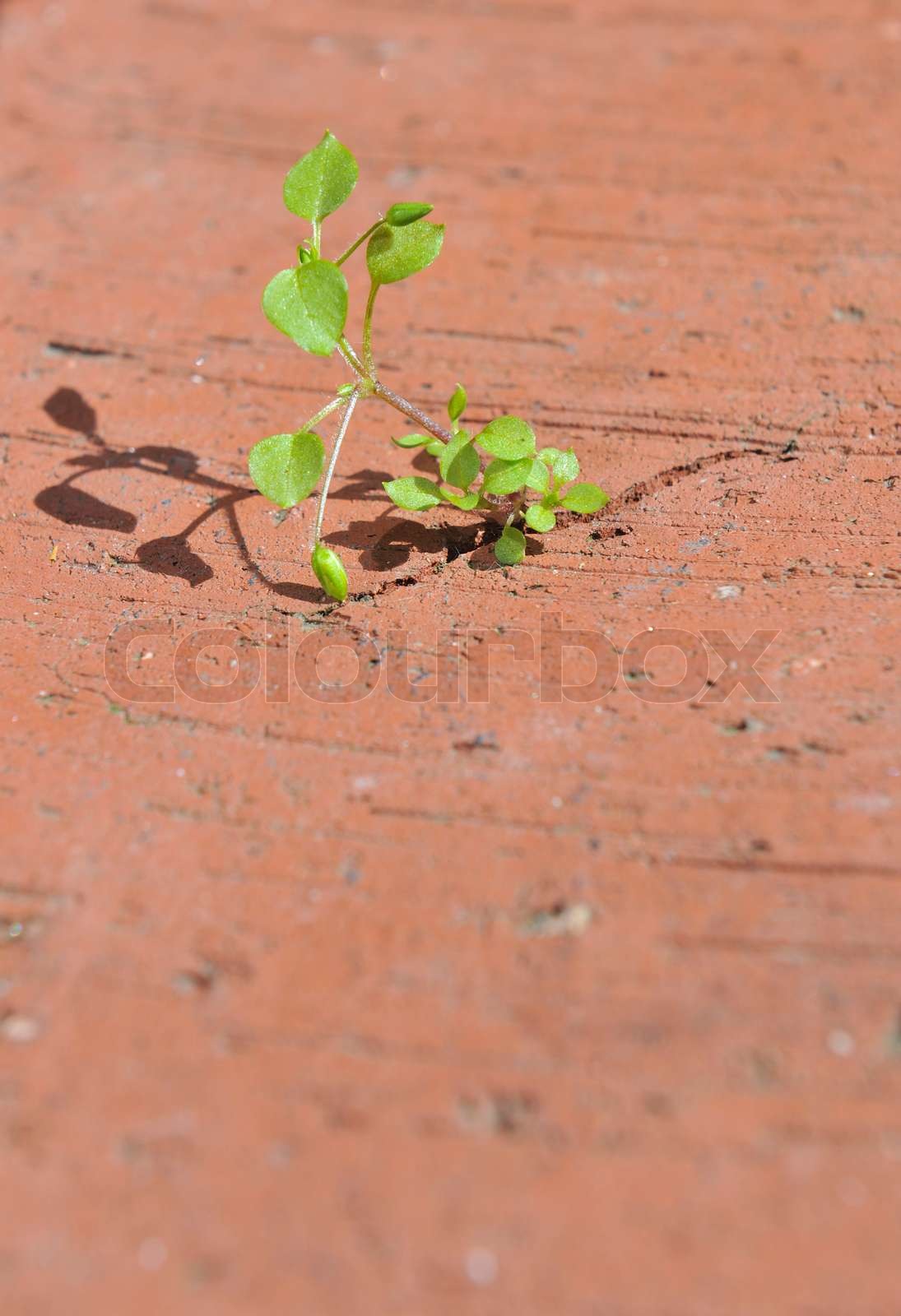 Strong plant | Stock image | Colourbox
