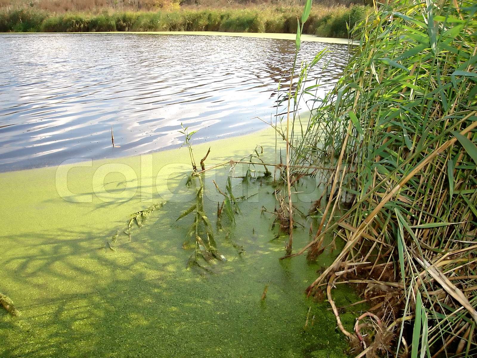 shore little green swamp with freshwater algae | Stock image | Colourbox