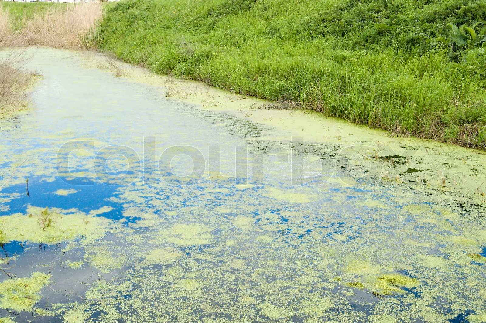 shore little green swamp with freshwater algae | Stock image | Colourbox