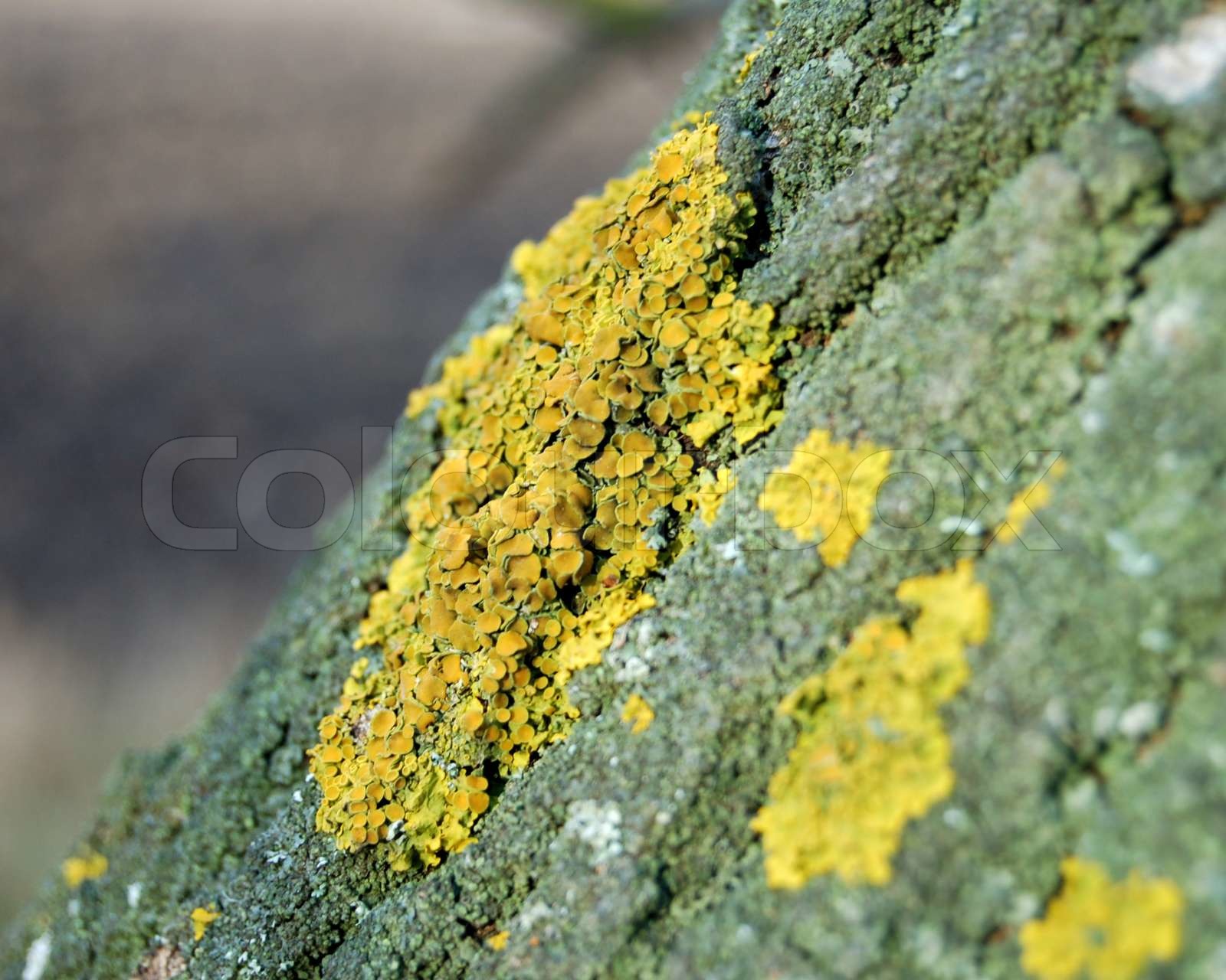yellow moss on dark green bark | Stock image | Colourbox