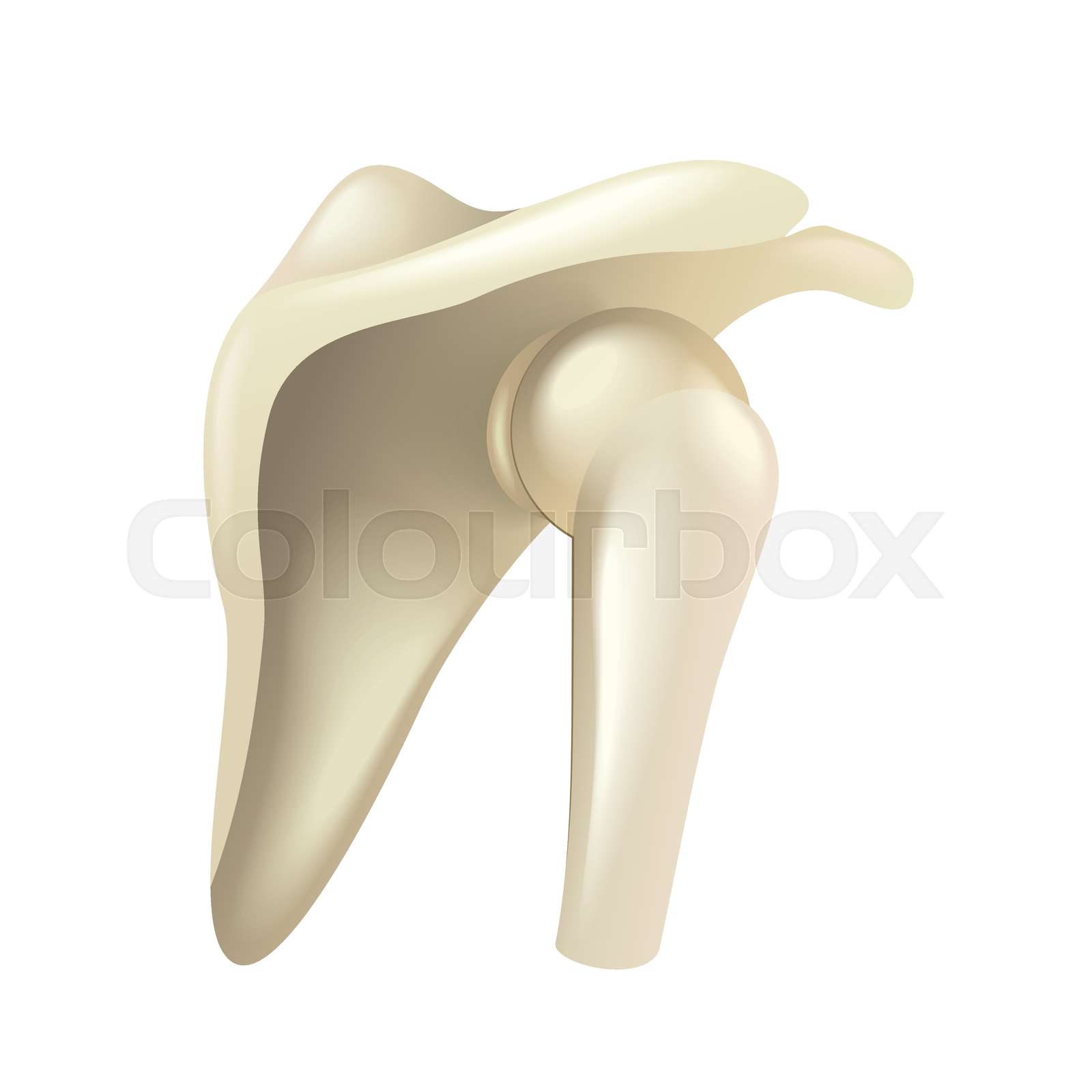 Shoulder joint isolated on white vector | Stock vector | Colourbox