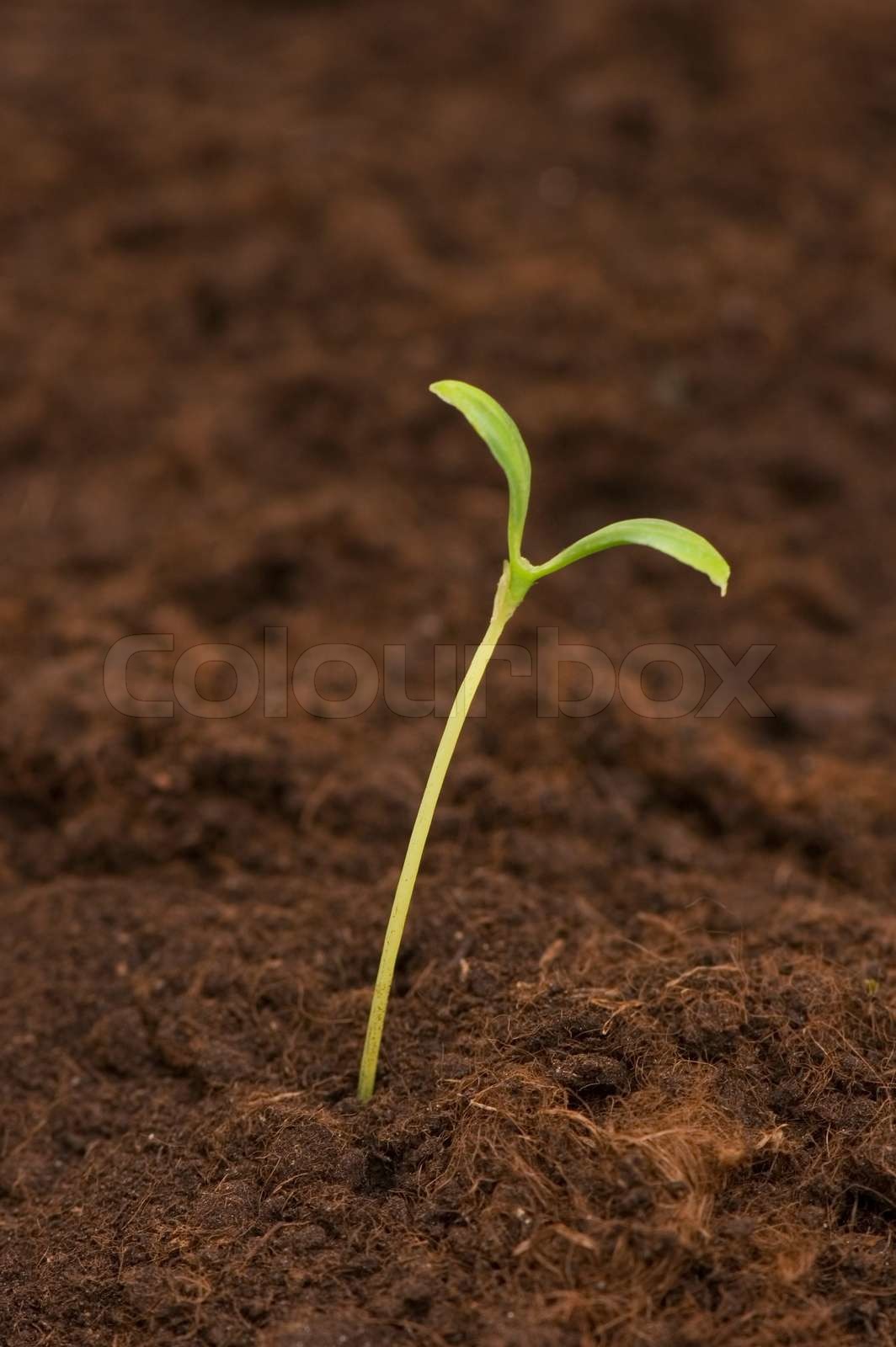 Neues Leben -Konzept - grüne Keimling wächst aus der Erde | Stock Bild ...