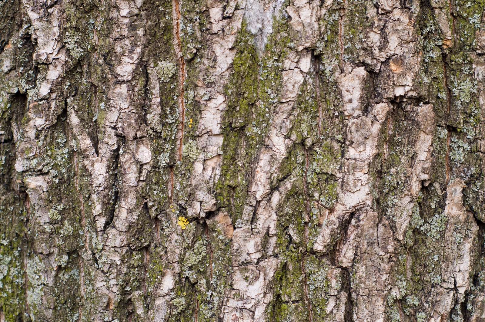 Rinde der Eiche als gute Textur | Stock Bild | Colourbox