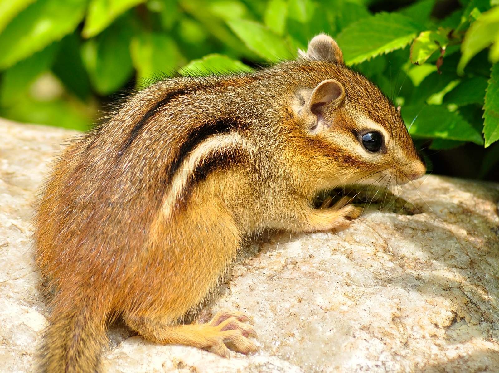Chipmunk på en sten , tæt op | Stock foto | Colourbox