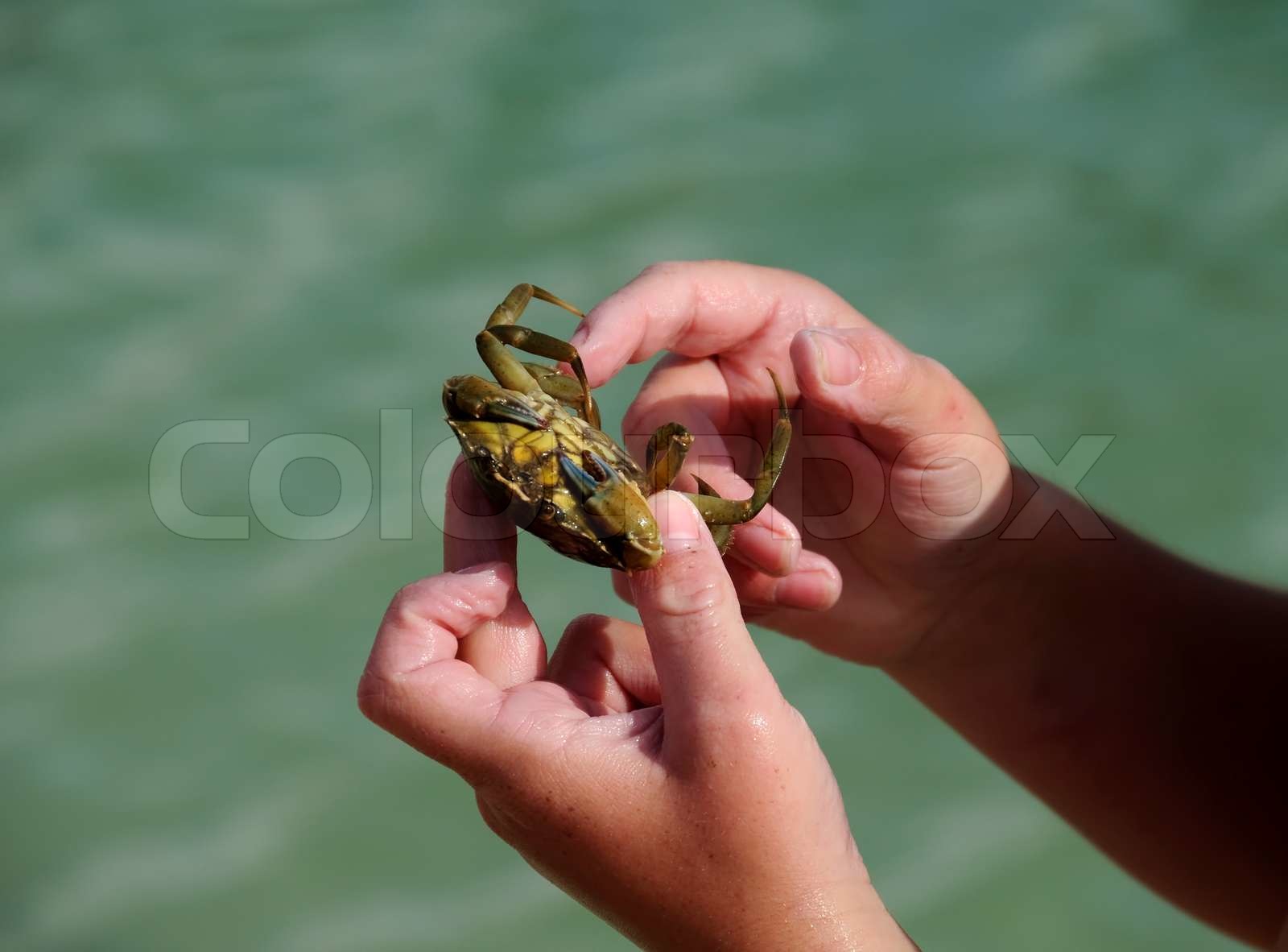 A pair of hands holding a small crab | Stock image | Colourbox