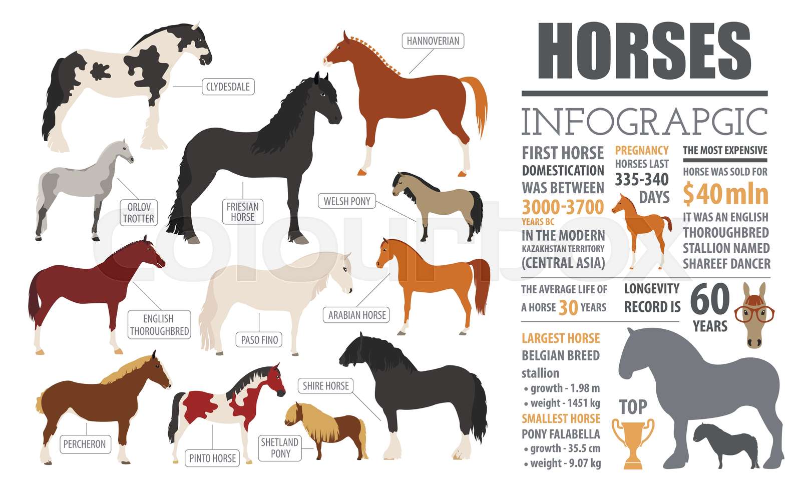 Horse breeding infographic template. Farm animal. Flat design. Vector ...