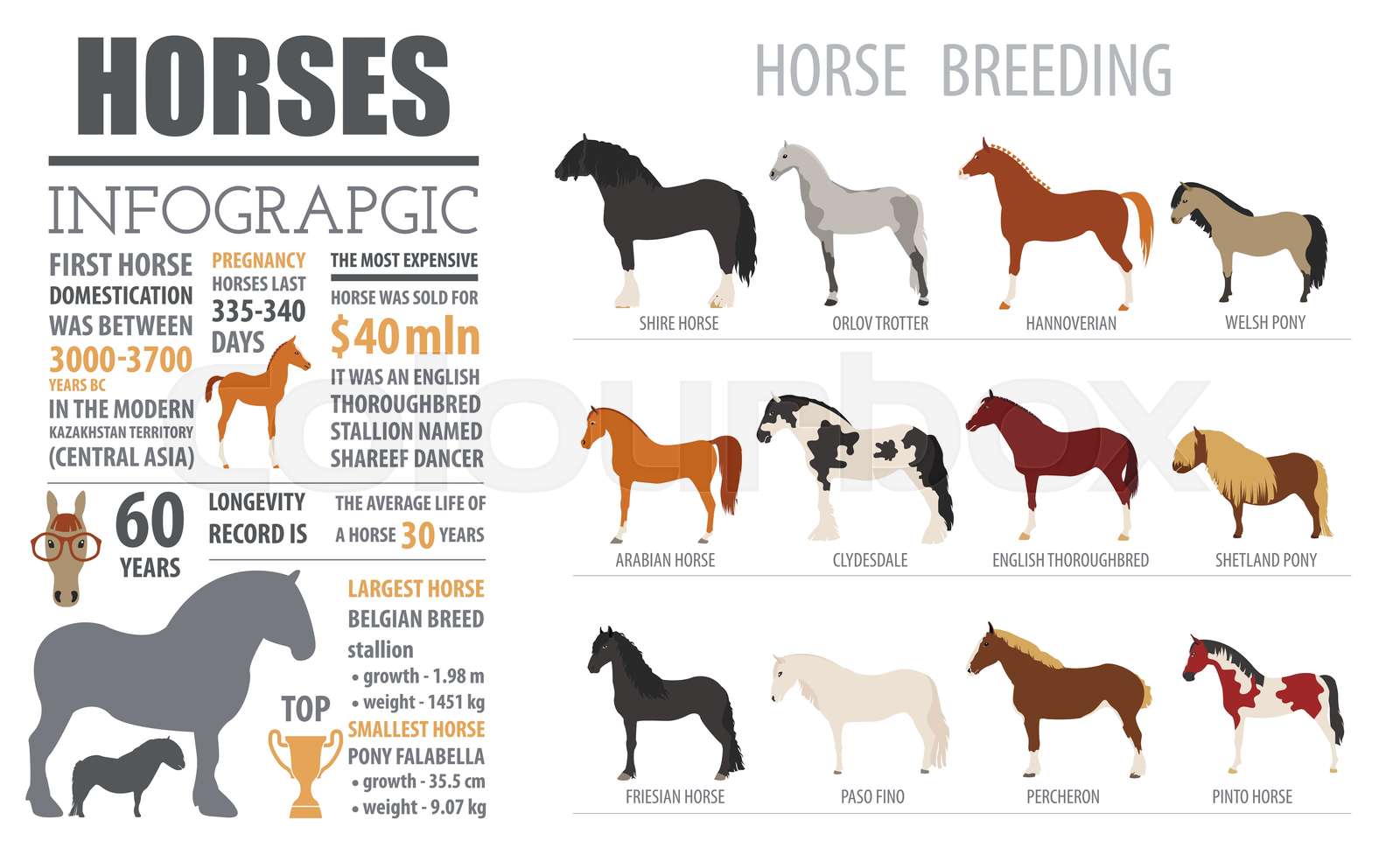 Horse breeding infographic template. Farm animal. Flat design | Stock ...