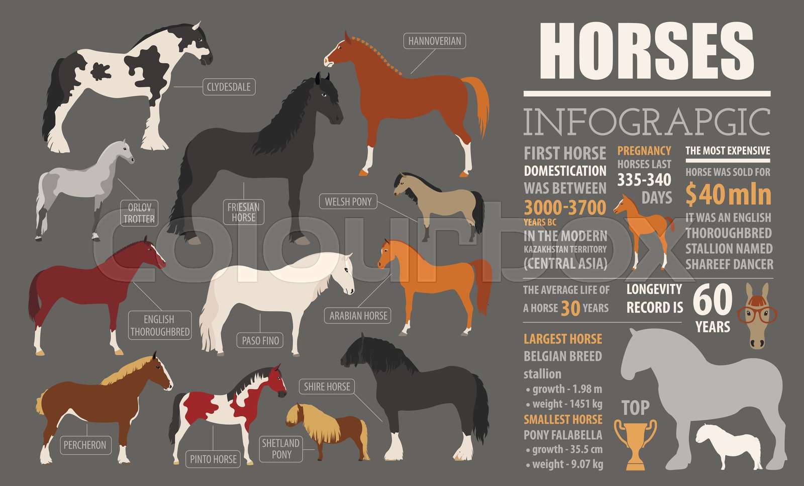 Horse Breeding Infographic Template Farm Animal Flat Design Stock