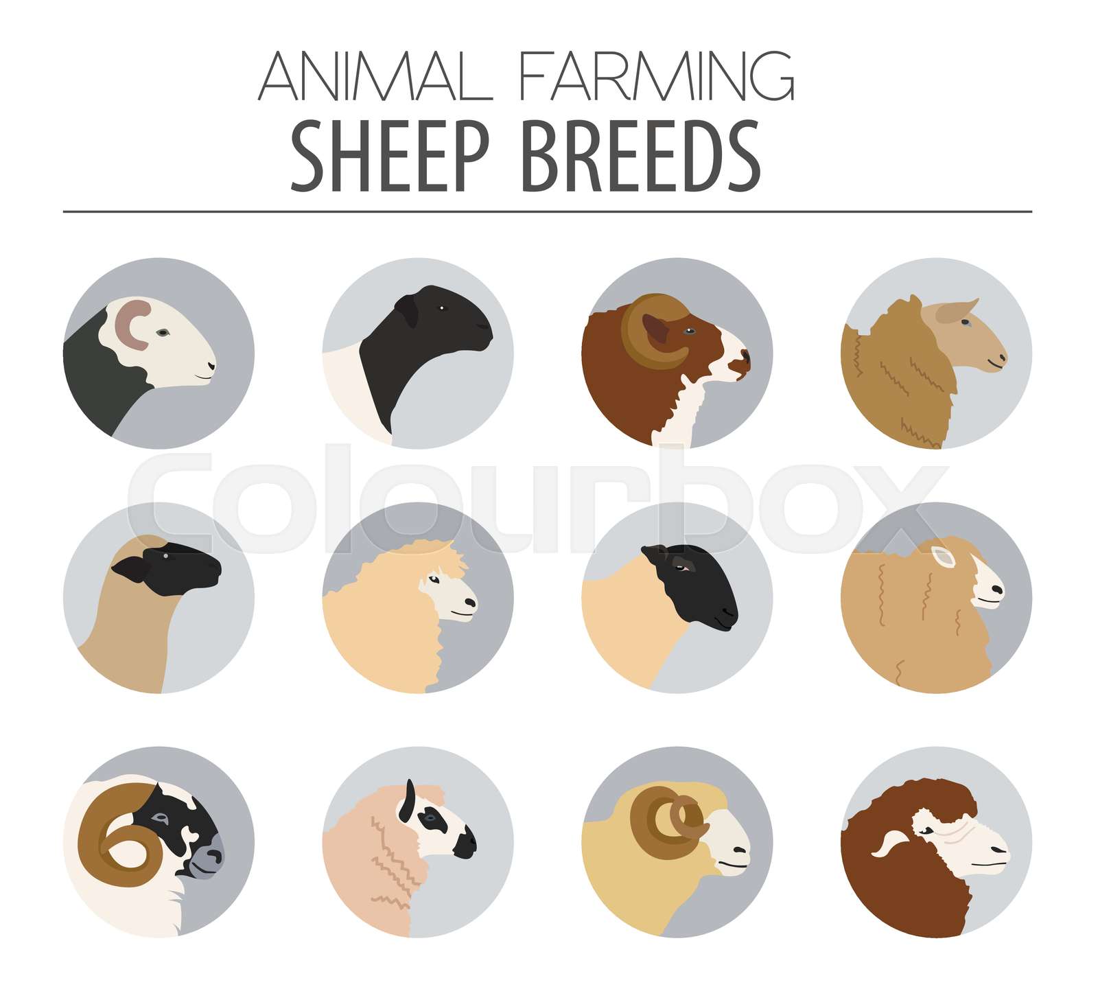Sheep breed icon set. Farm animal. Flat design | Stock vector | Colourbox