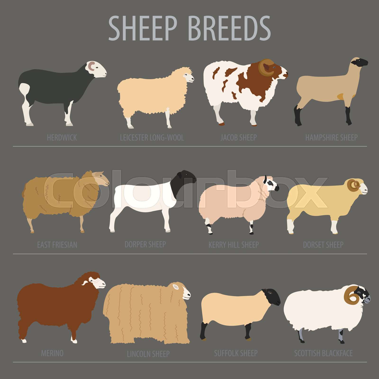Sheep breed icon set. Farm animal. Flat design | Stock vector | Colourbox