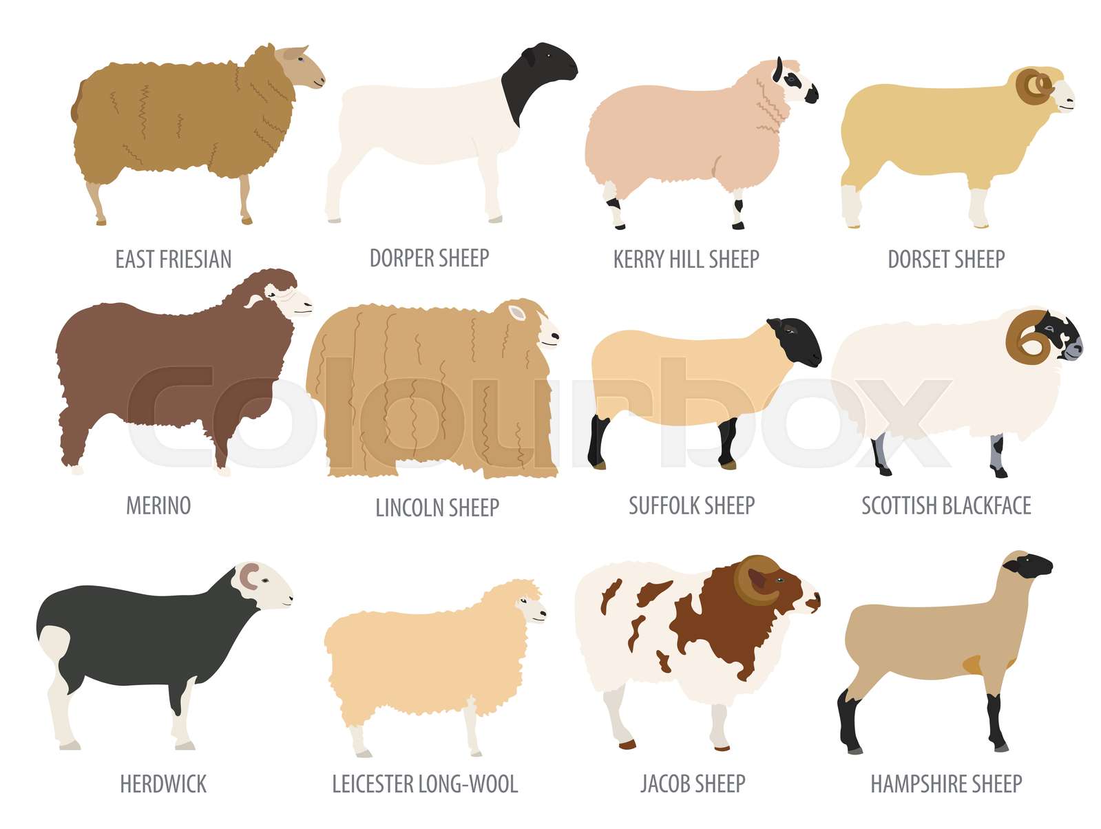 Sheep breed icon set. Farm animal. Flat design | Stock vector | Colourbox