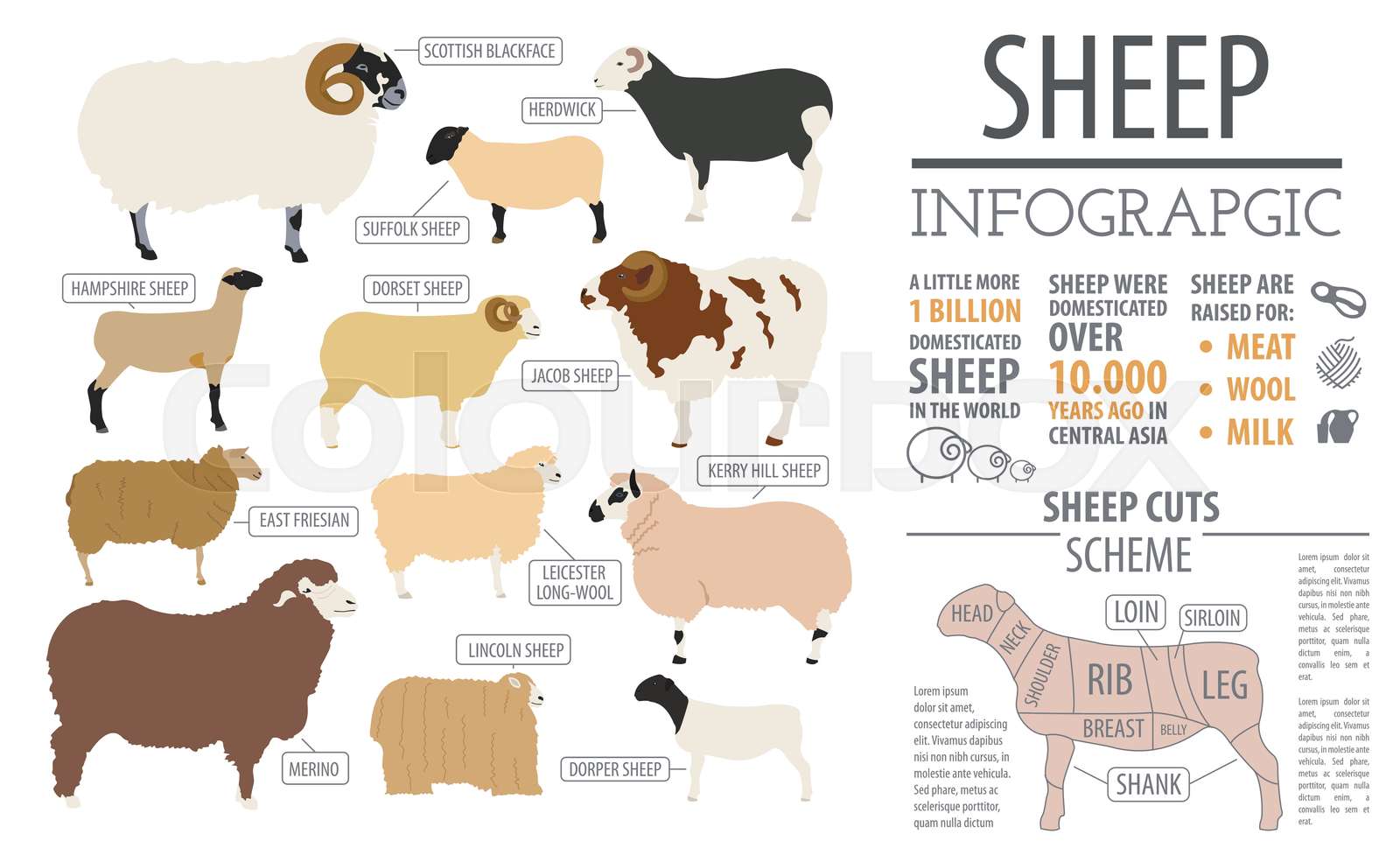 Sheep breed infographic template. Farm animal. Flat design | Stock ...