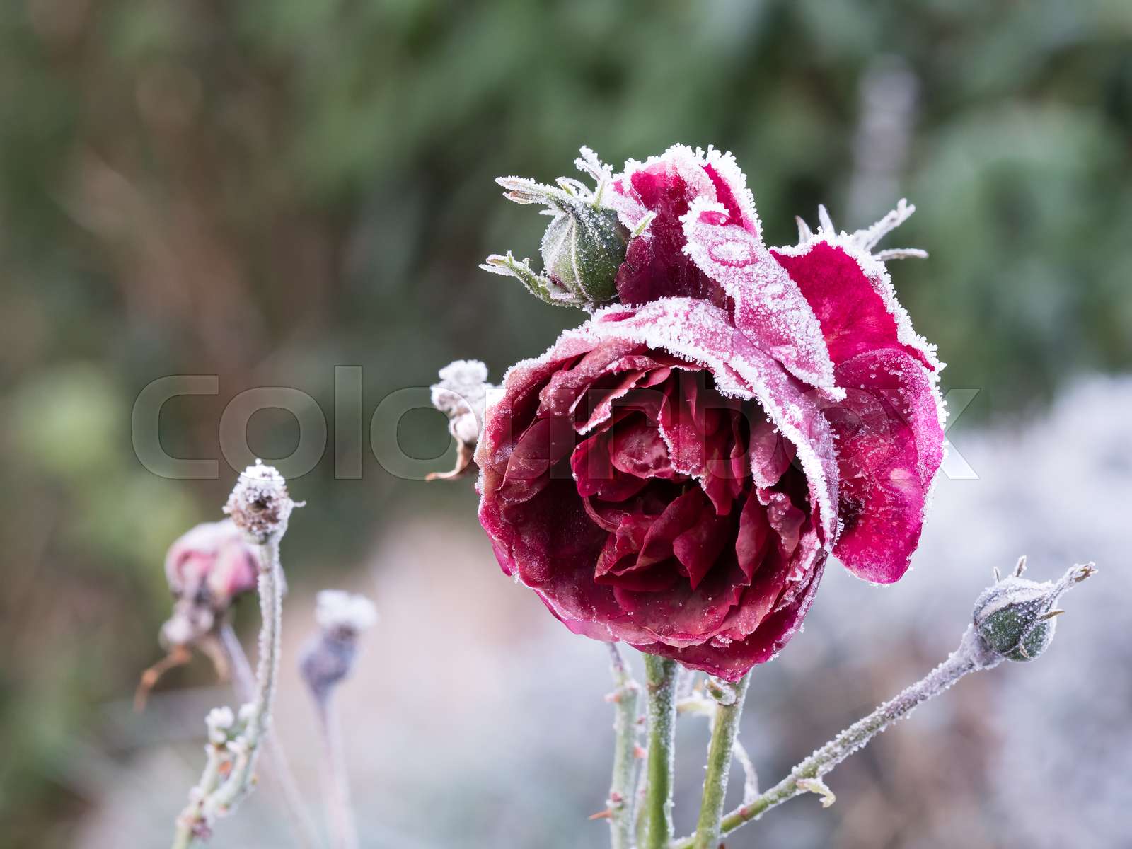 Red rose with frost | Stock image | Colourbox