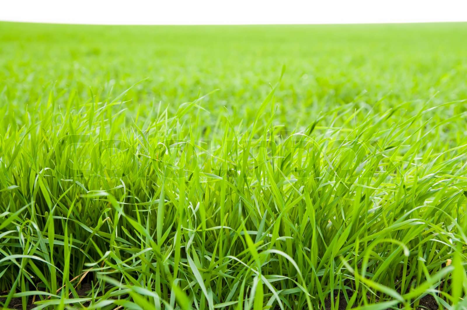 beautiful green lawn grass | Stock image | Colourbox