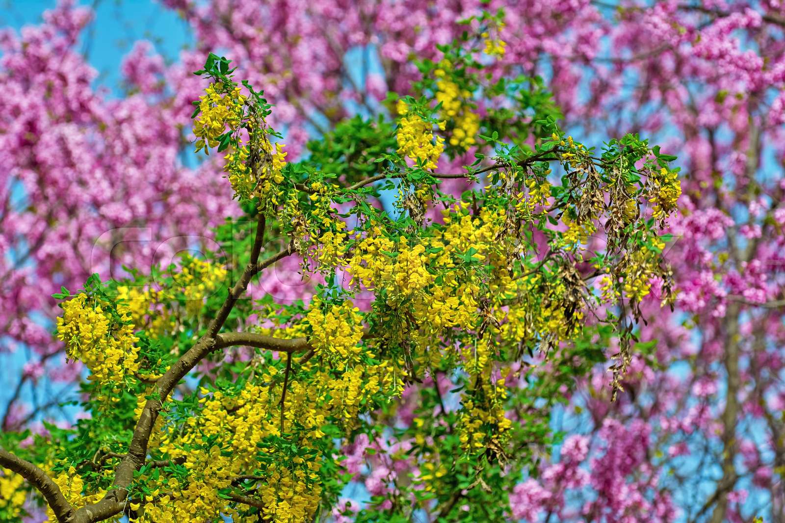 Common Laburnum Flowers | Stock image | Colourbox