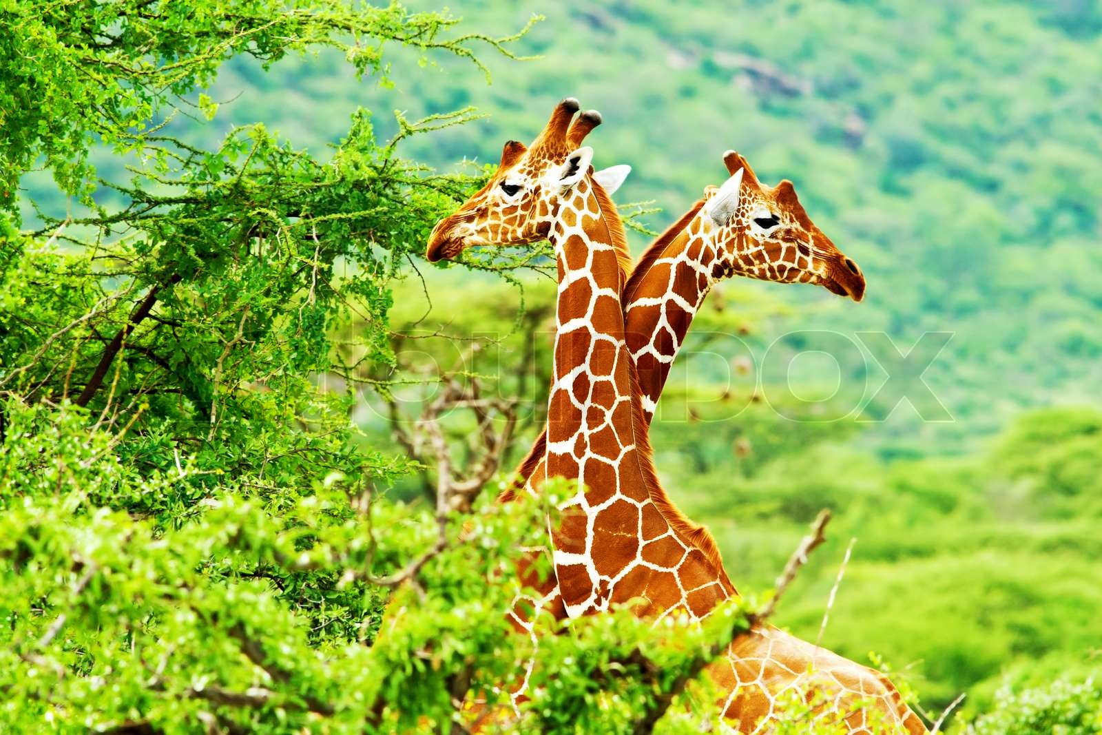 African giraffes family, two animals fighting with necks, beauty of ...