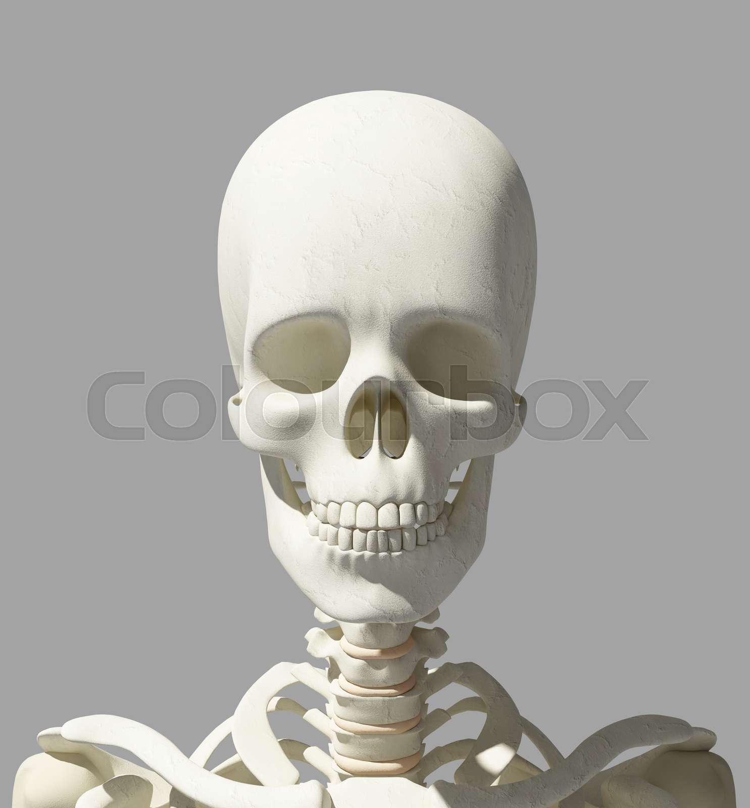 3D illustration of skull anatomy - part of human skeleton. | Stock ...