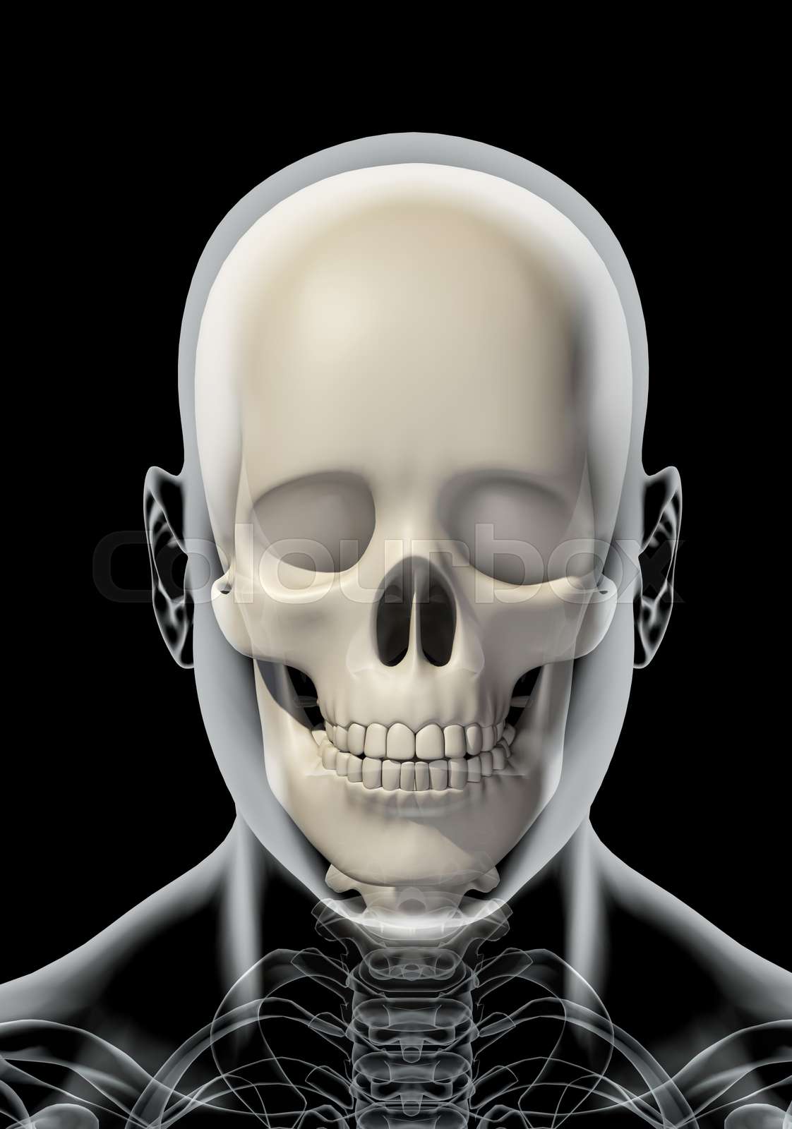 3D illustration of skull anatomy - part of human skeleton. | Stock ...
