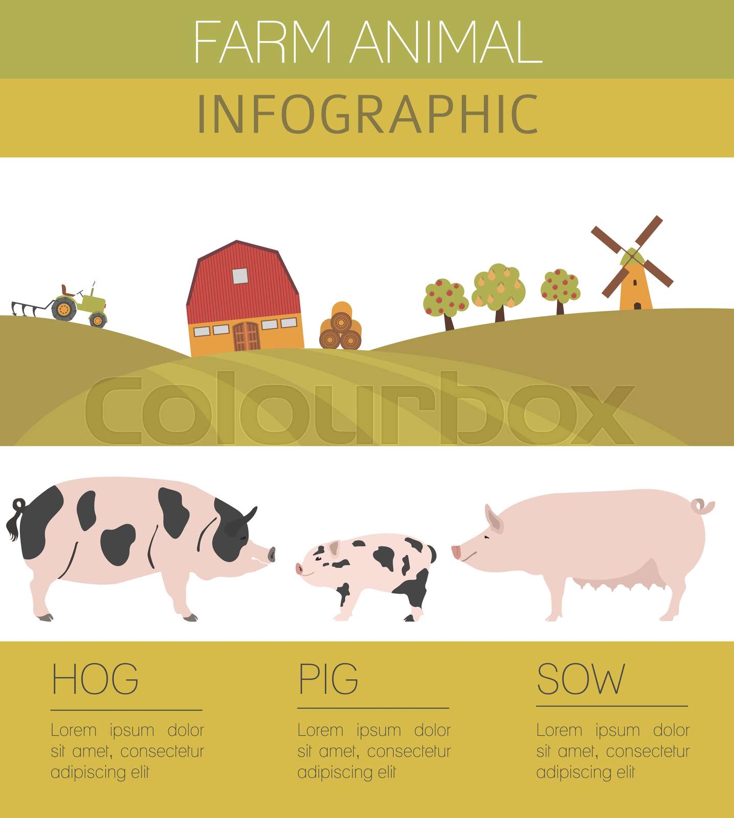 Pig farming infographic template. Hog, sow, pig family. Flat design ...