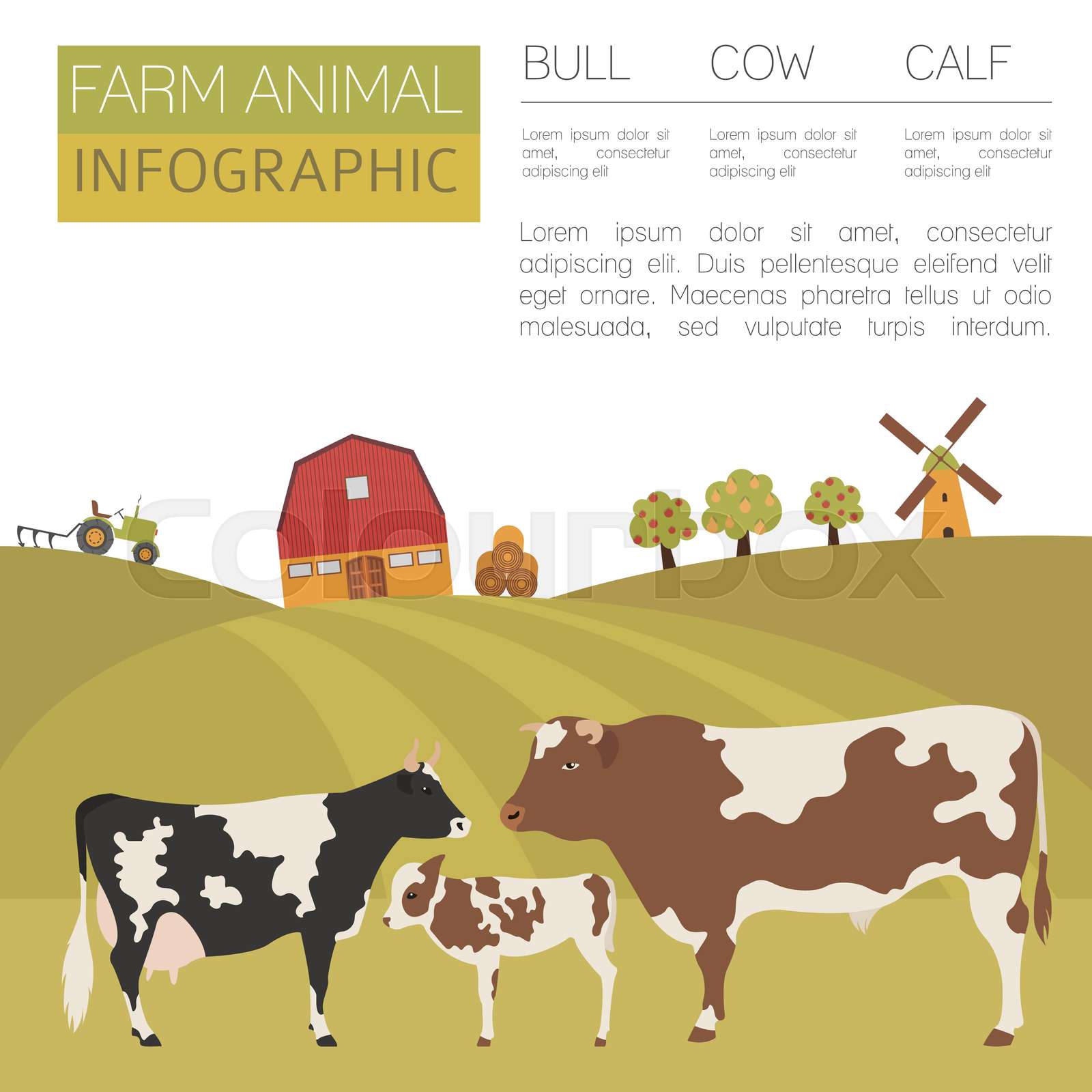 Cattle Farming Infographic Template Cow Bull Calf Family Flat