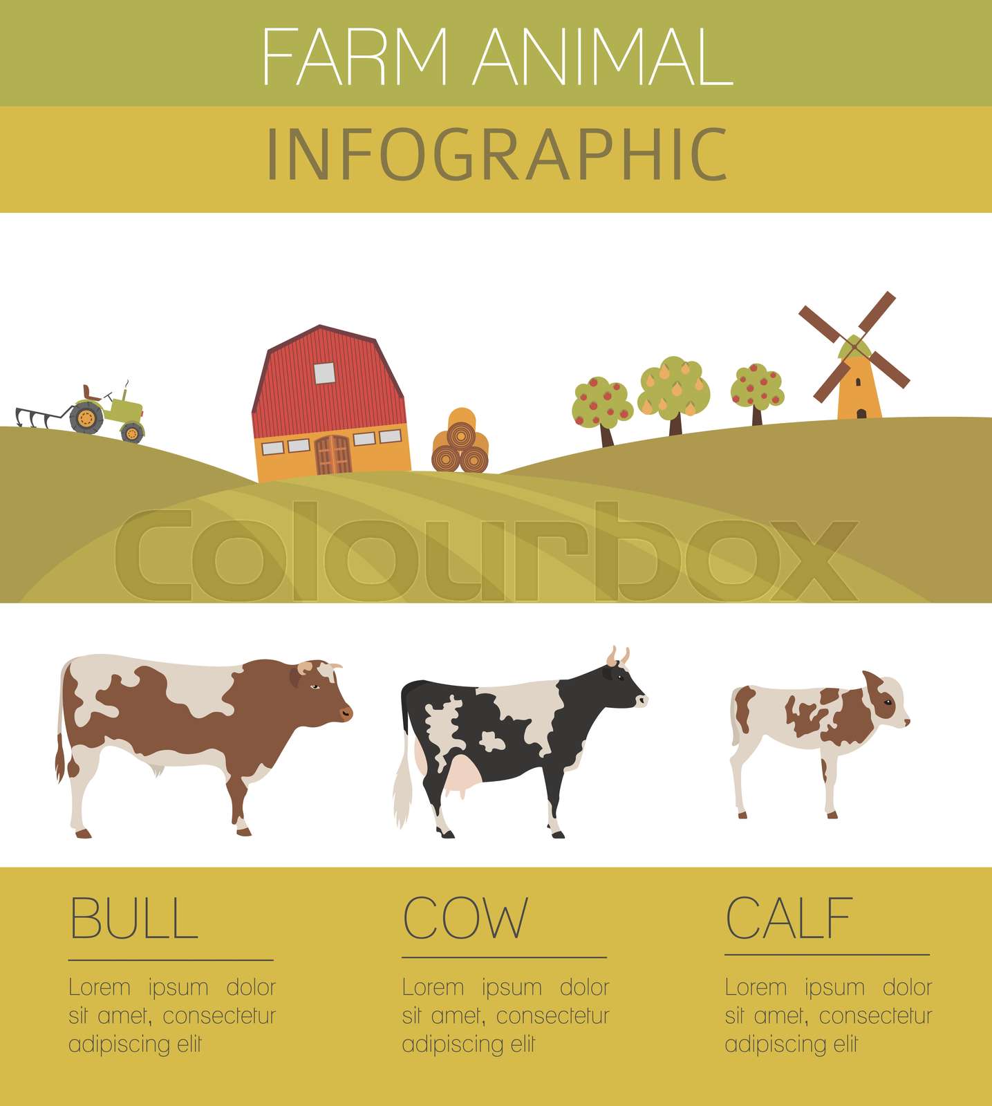 Cattle farming infographic template. Cow, bull, calf family. Flat ...
