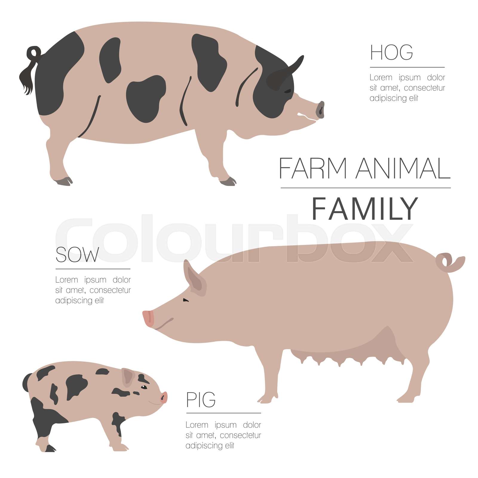 Pig farming infographic template. Hog, sow, pig family. Flat design ...