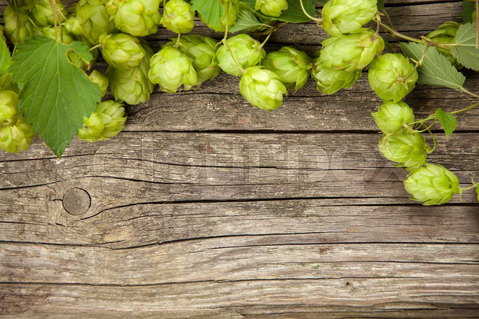 Fresh green hops | Stock image | Colourbox