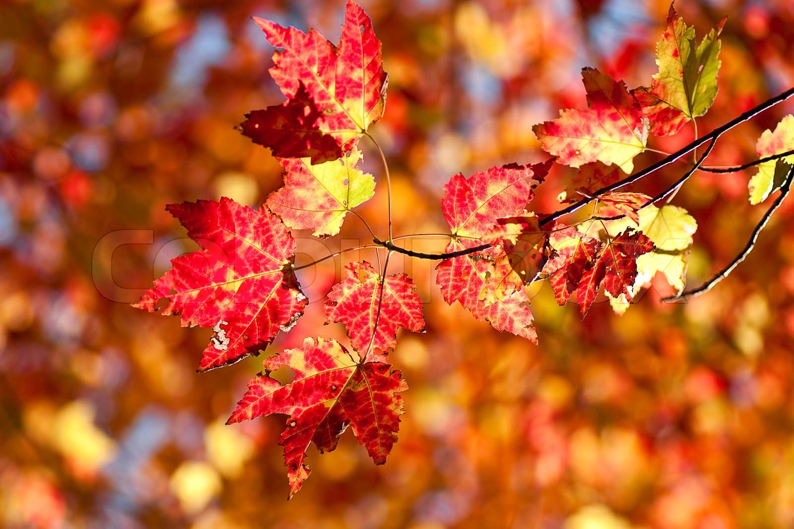 Autumn bright red and gold leaves in park | Stock image | Colourbox