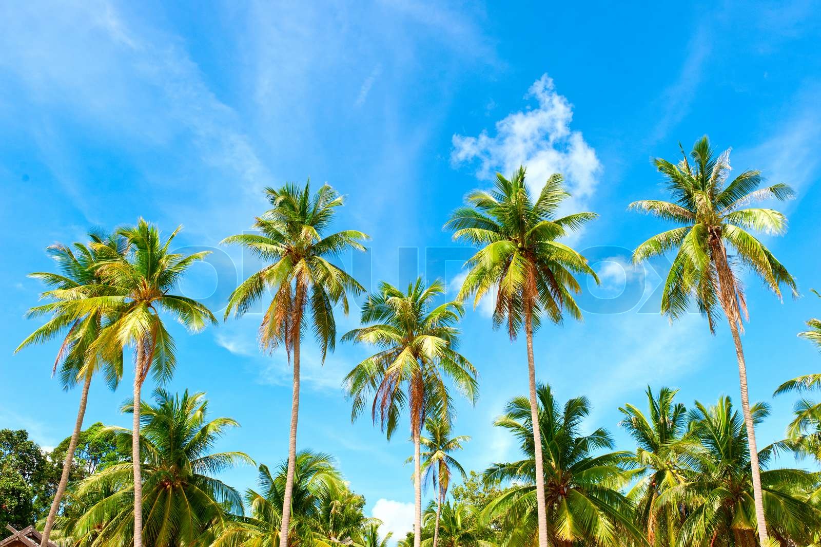 Palm with coconut palm trees under blue sky | Stock image | Colourbox Palm with coconut palm trees under blue sky | Stock image | Colourbox