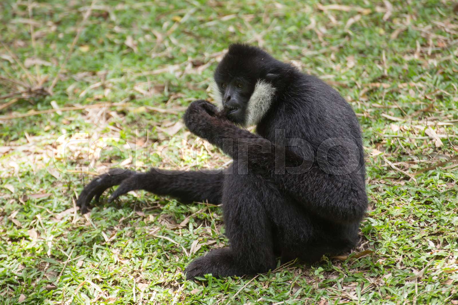 Black cheeked gibbon | Stock image | Colourbox