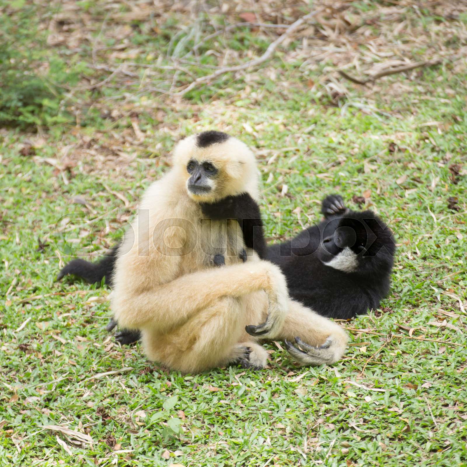 Mother Gibbon sitting | Stock image | Colourbox