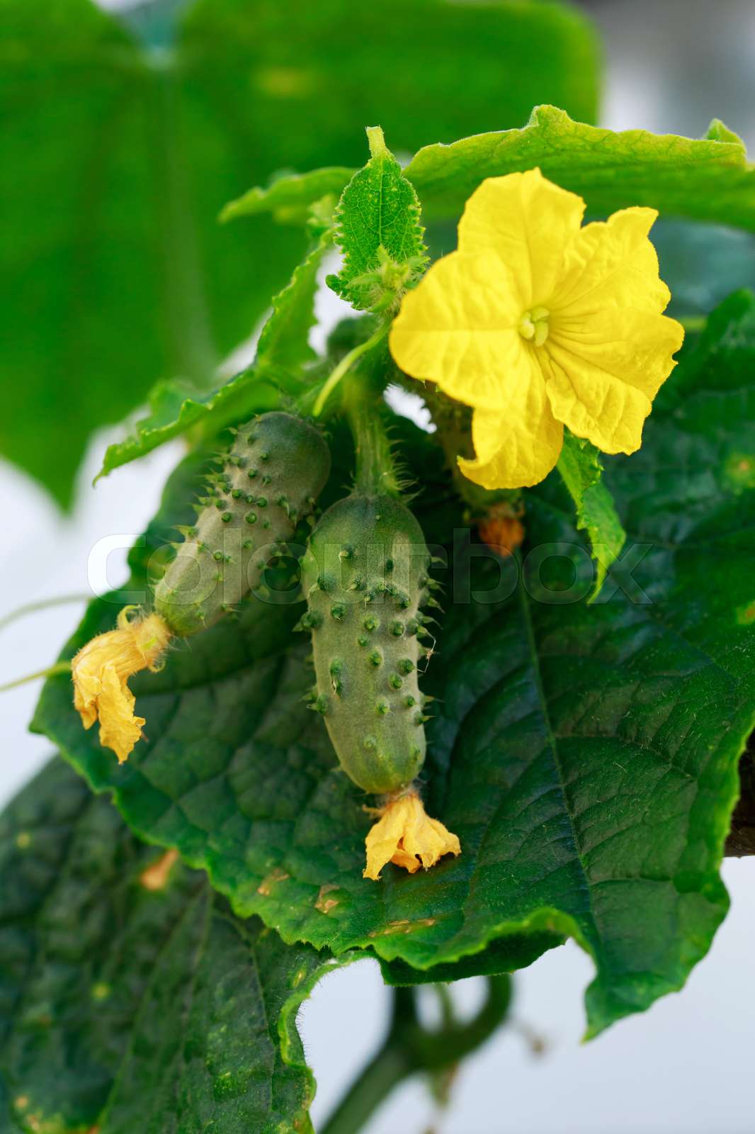 Cucumber Plant Flower