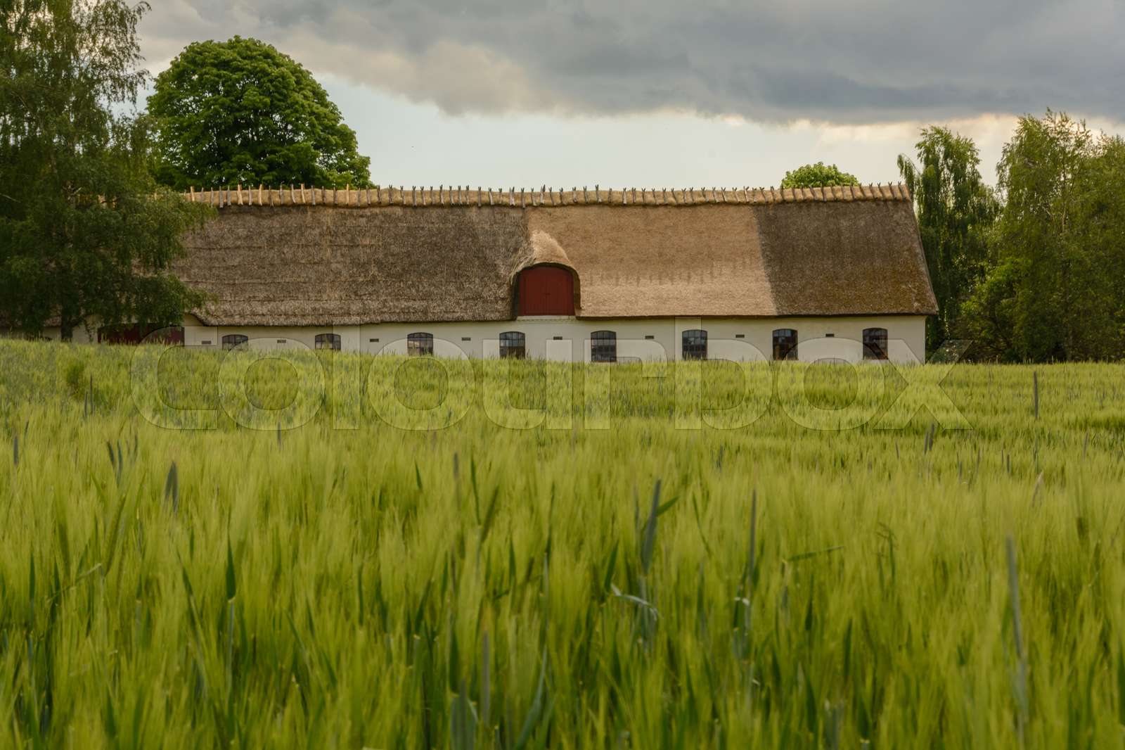 Tidligt på sommeren i Nordsjælland, og en stråtægt bondegård ligger ...