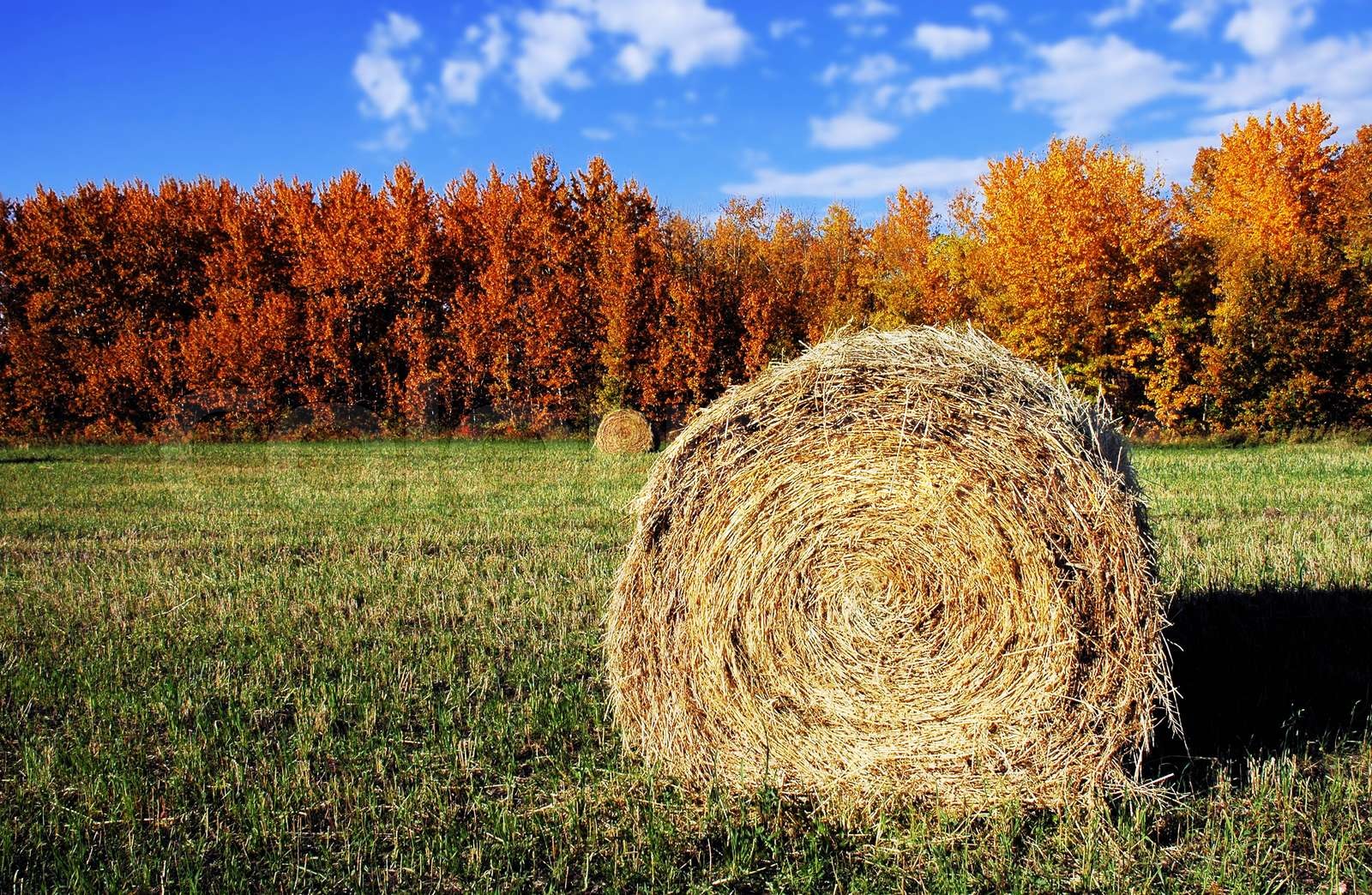 Heuballen auf einem Feld im Herbst | Stock Bild | Colourbox