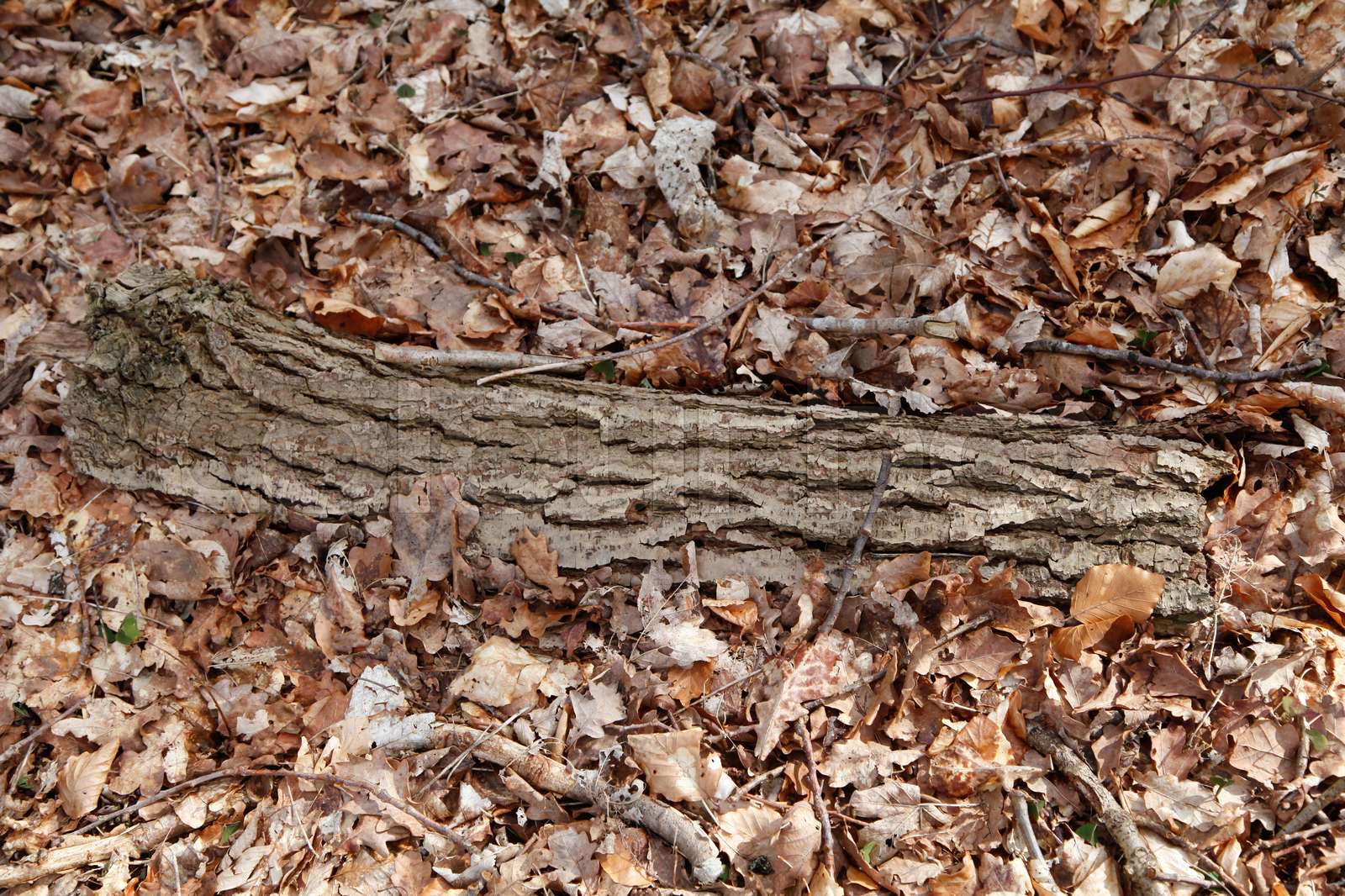 Tree trunk details | Stock image | Colourbox
