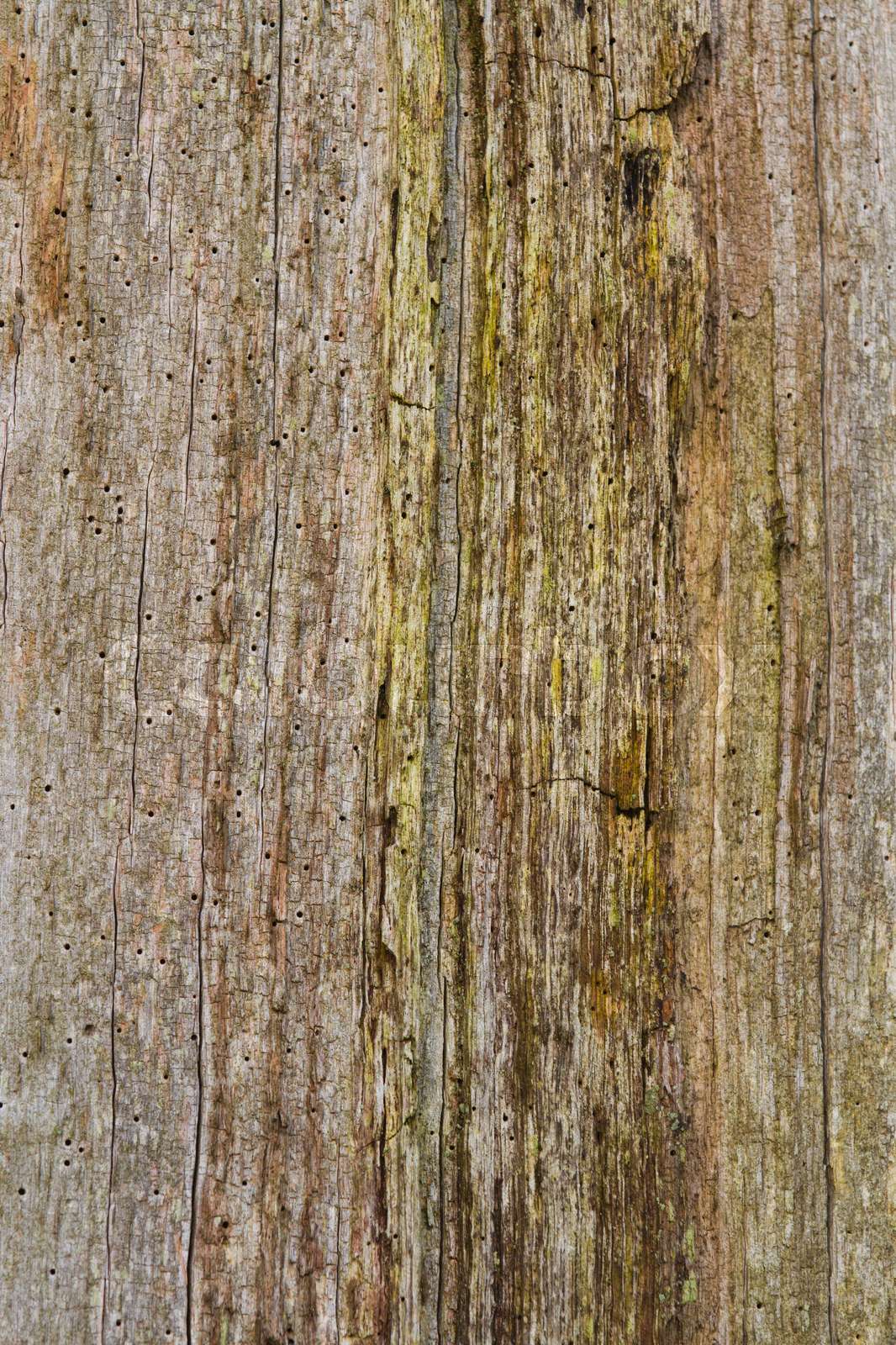 Tree trunk details | Stock image | Colourbox