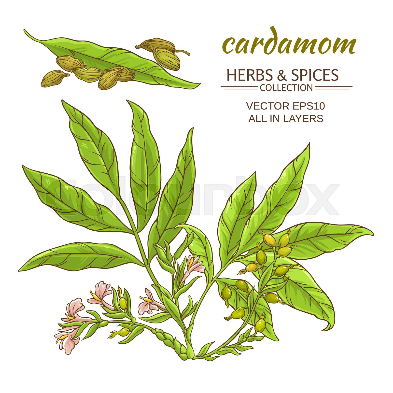 cardamom vector set | Stock vector | Colourbox