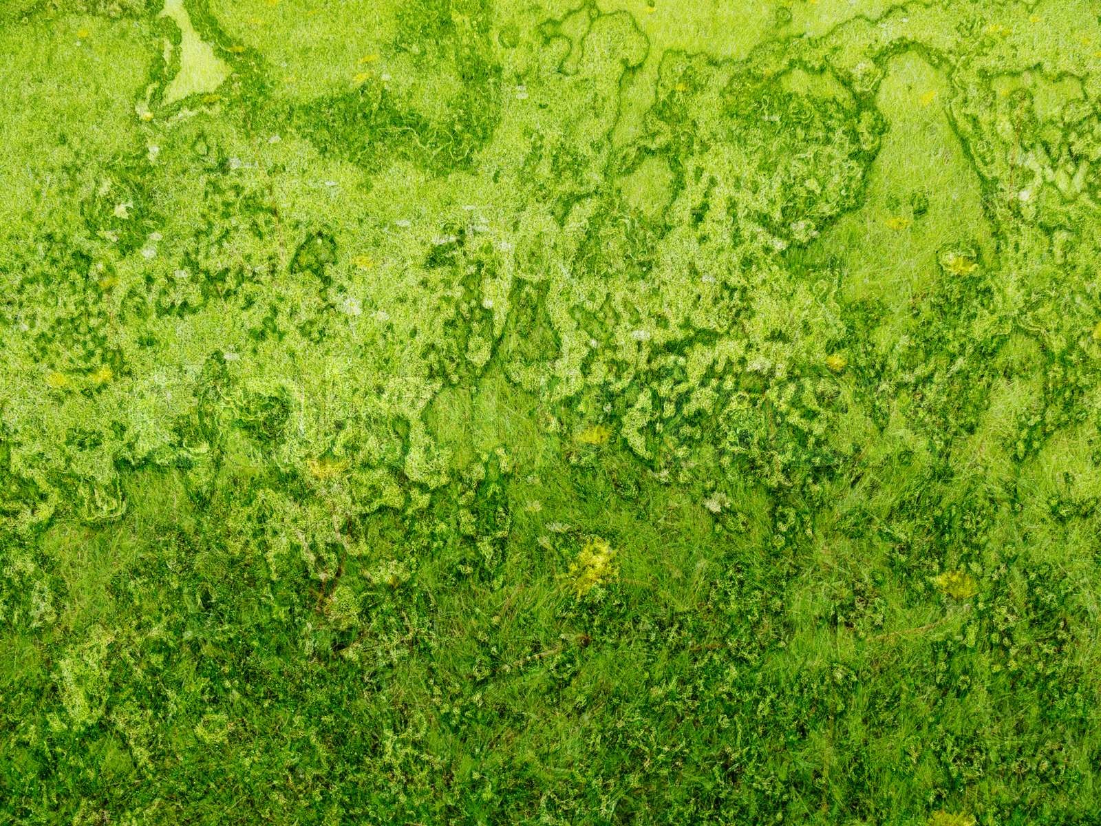 Background green rough texture with grass and rust | Stock image ...