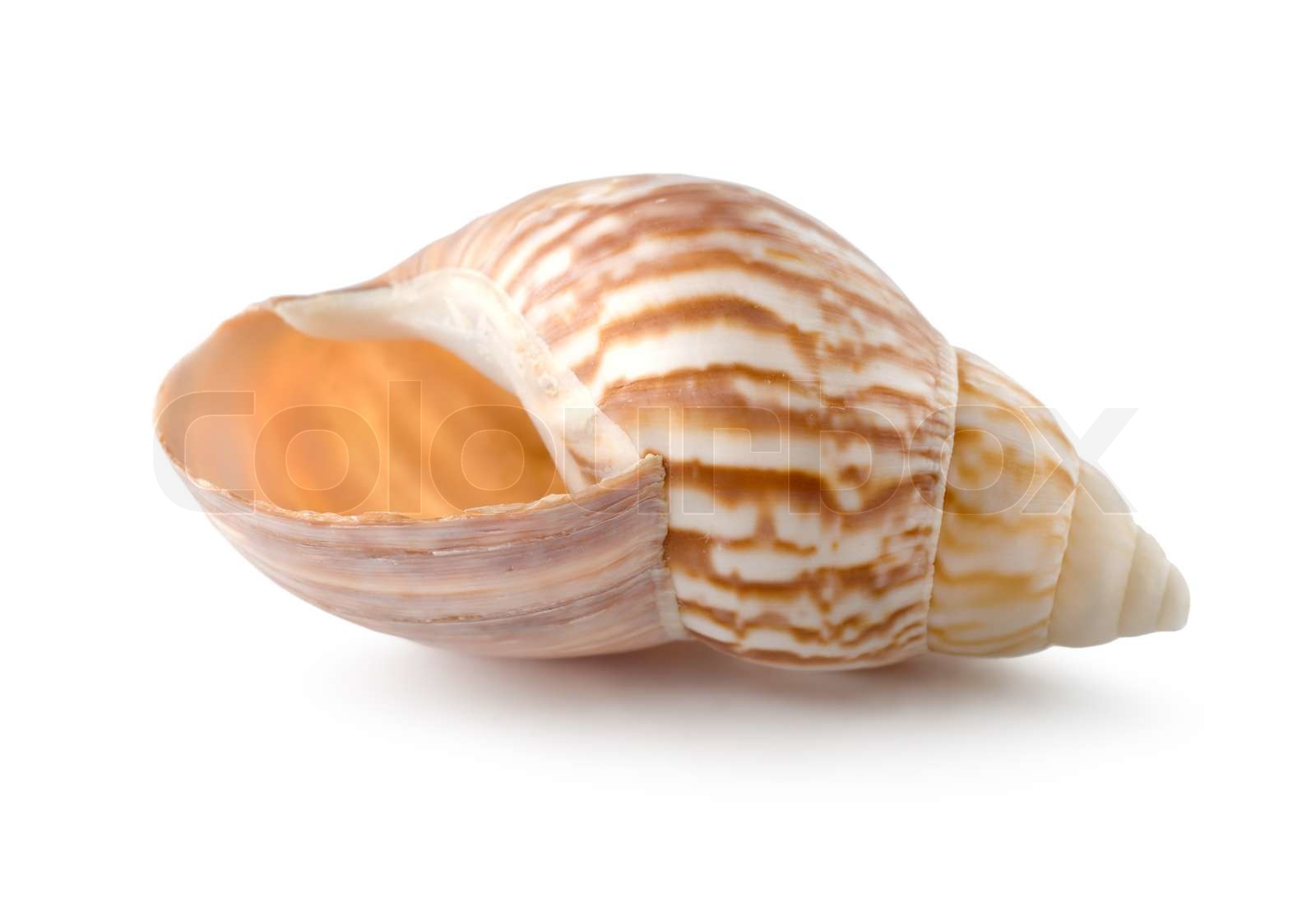 Colorful sea shell isolated on a white background | Stock image | Colourbox