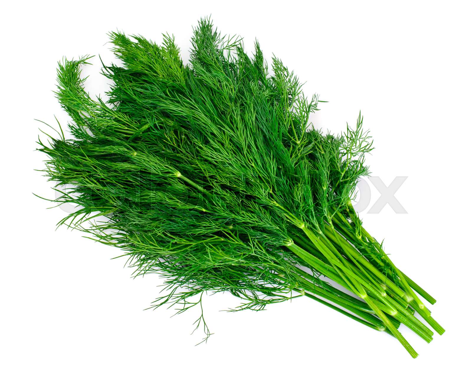 Fresh Juicy Dill Isolated on White Background | Stock image | Colourbox
