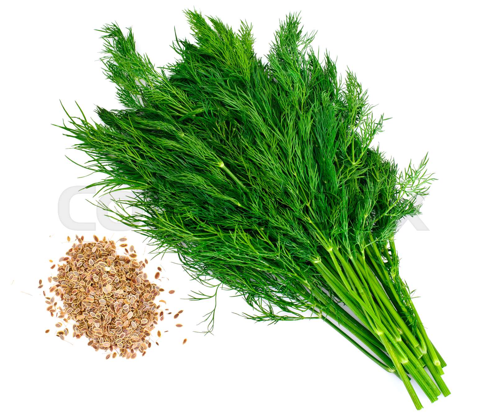 Fresh Juicy Dill Isolated on White Background | Stock image | Colourbox
