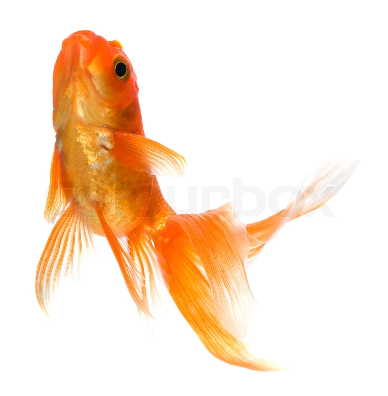Gold fish isolated on white background | Stock image | Colourbox